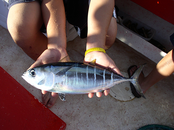 Bigeye Tuna