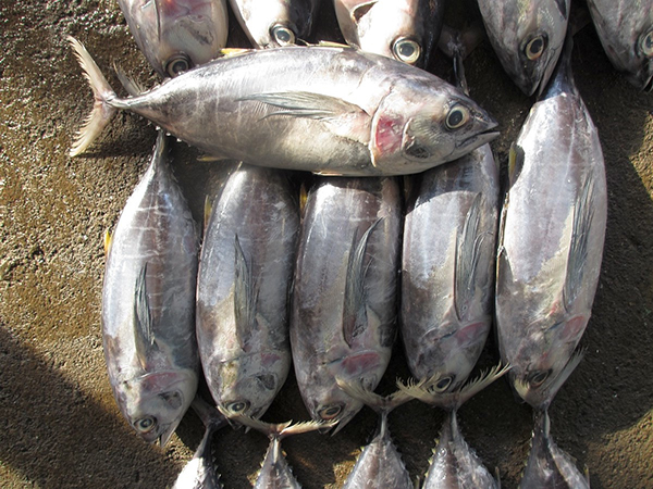 Bigeye Tuna