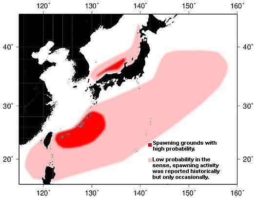 Pacific bluefin tuna