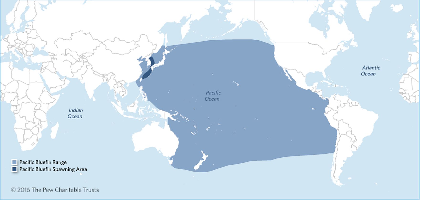 Pacific bluefin tuna