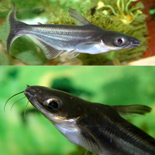 Striped catfish