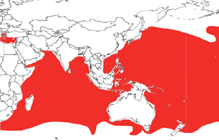Skipjack Tuna